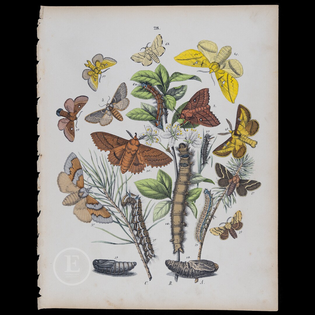 Lappet Moths - Very Rare Plate From 1882 of European Butterflies and ...
