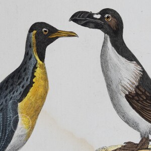 1829 PENGUINS Great, Manchot and Jumping / Authentic Steel Engraving ...