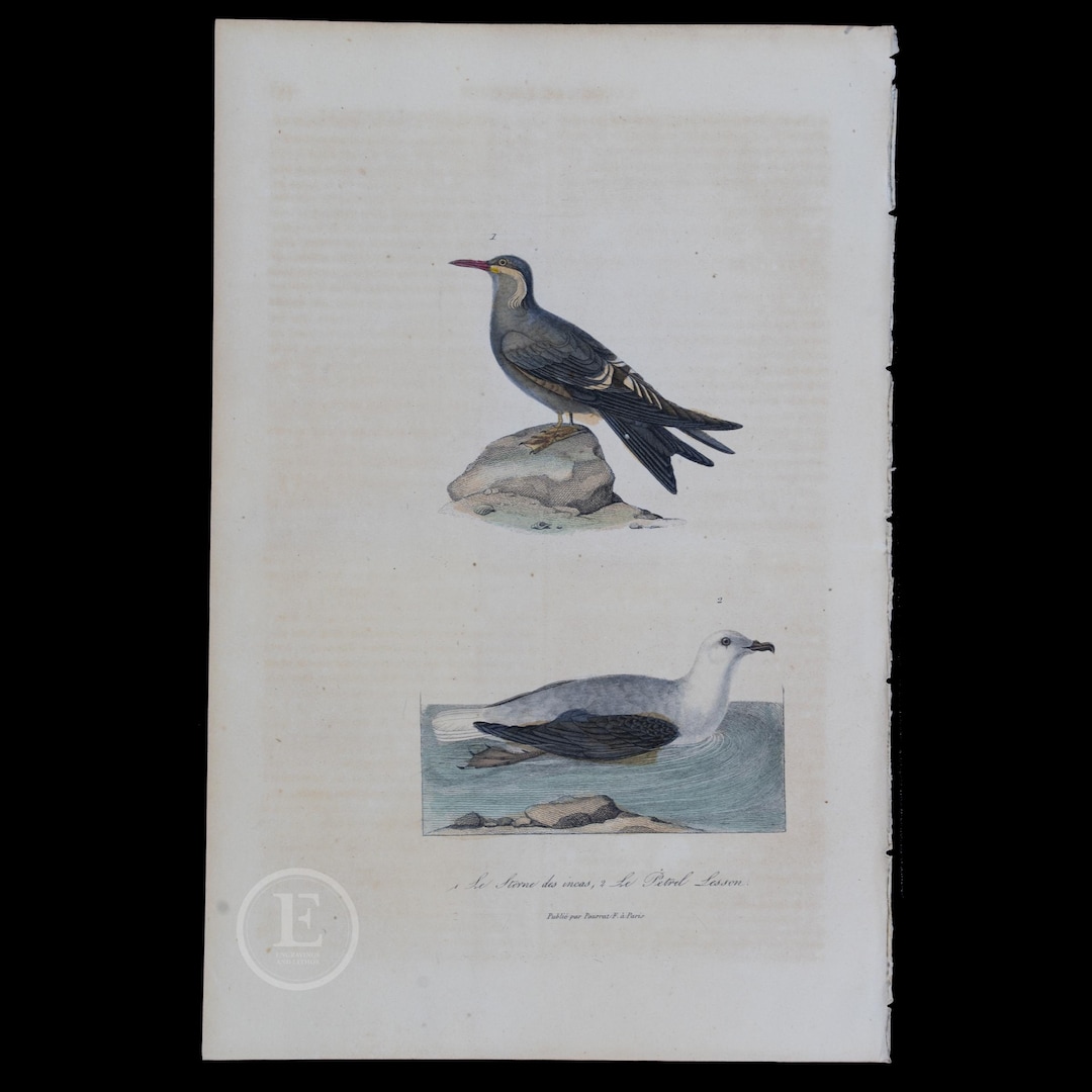 1840 Bearded Vulture/ground CUCKOO - Hand-colored Steel Engraving With ...