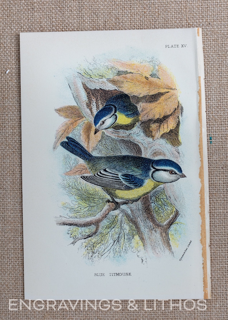 Blue Titmouse Birds Original Color Lithography From a | Etsy