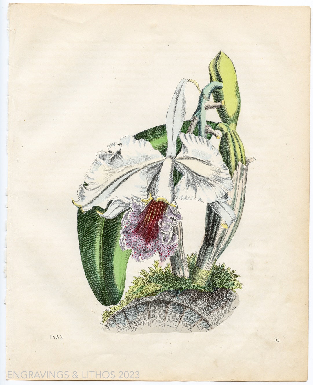 CATTLEYA ORCHID Flower Very Rare Plate From book of the World 1852 Hand ...