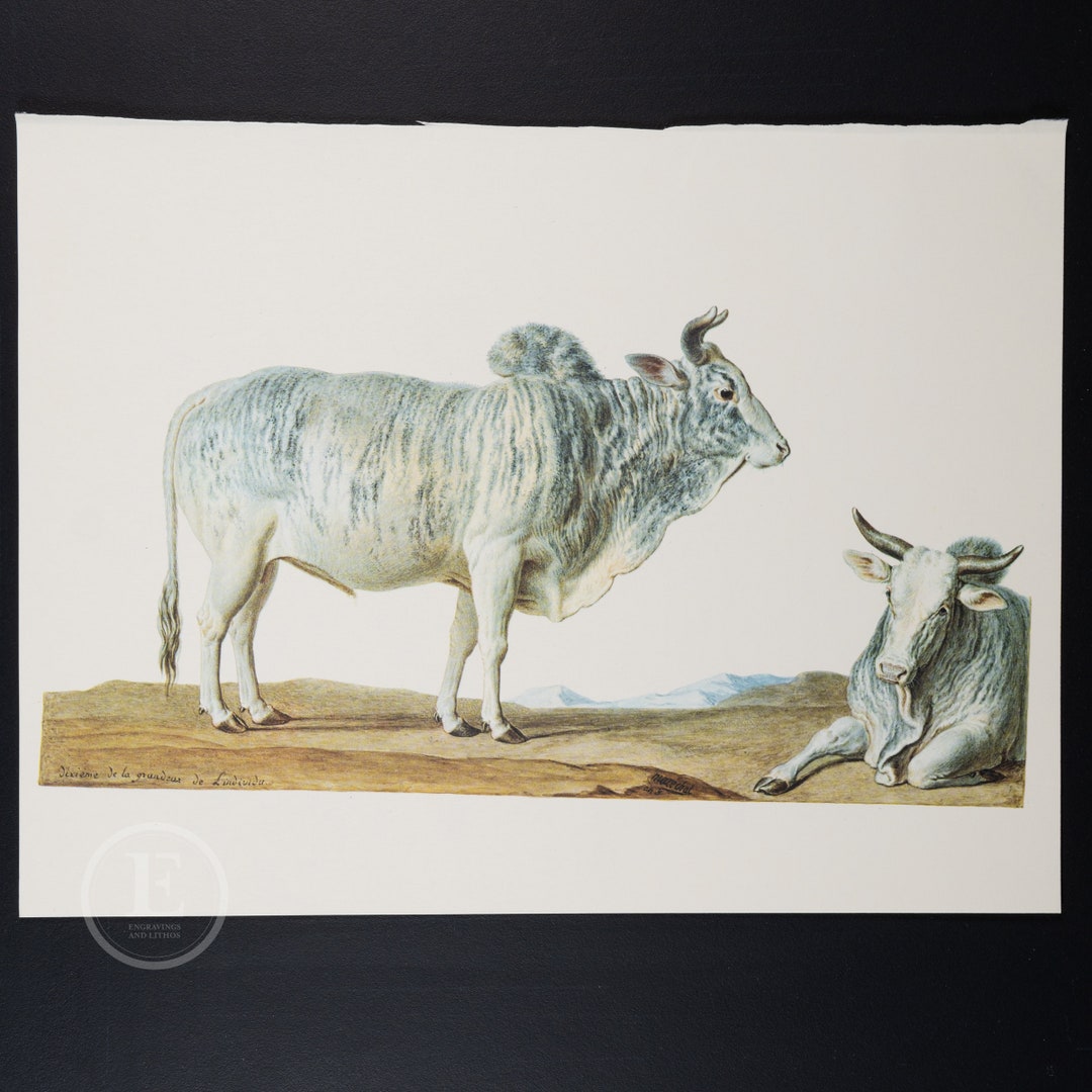 Vintage Zebu Print: 1970 Larousse Animal Lithograph - Etsy