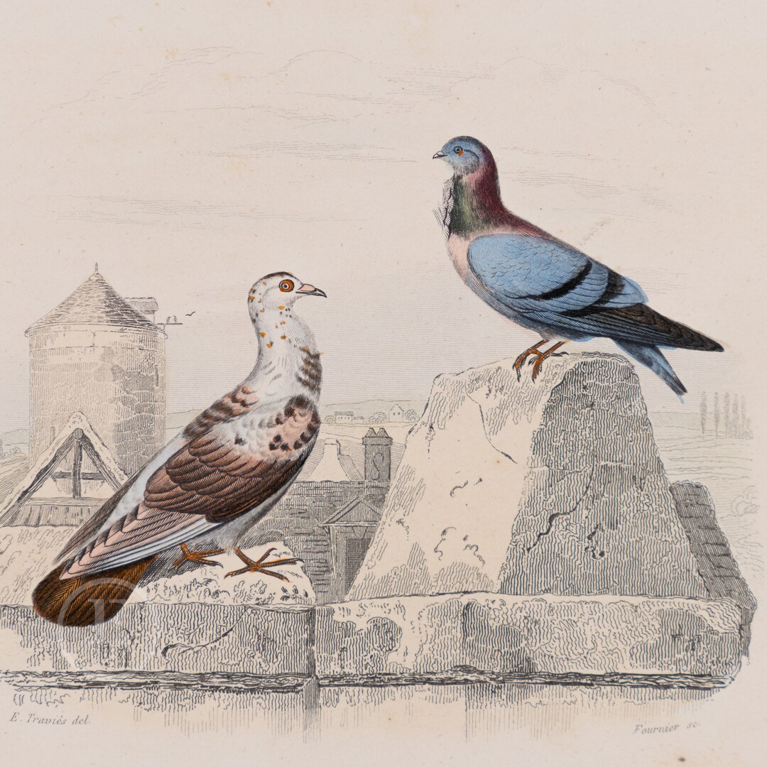 Pigeons / Original Hand-colored Plate From "ouvres Complete De Buffon ...