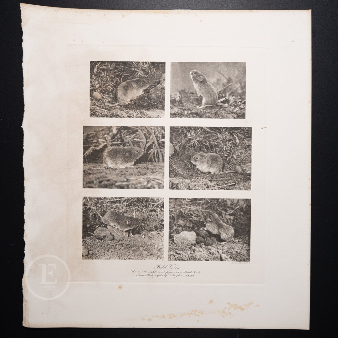 COMMON FIELD VOLES / Heliogravure Etching "the Mammals of Great Britain ...