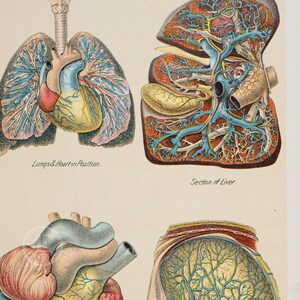 1901 HUMAN INTERNAL ORGANS - Interactive Human Anatomy - Original ...