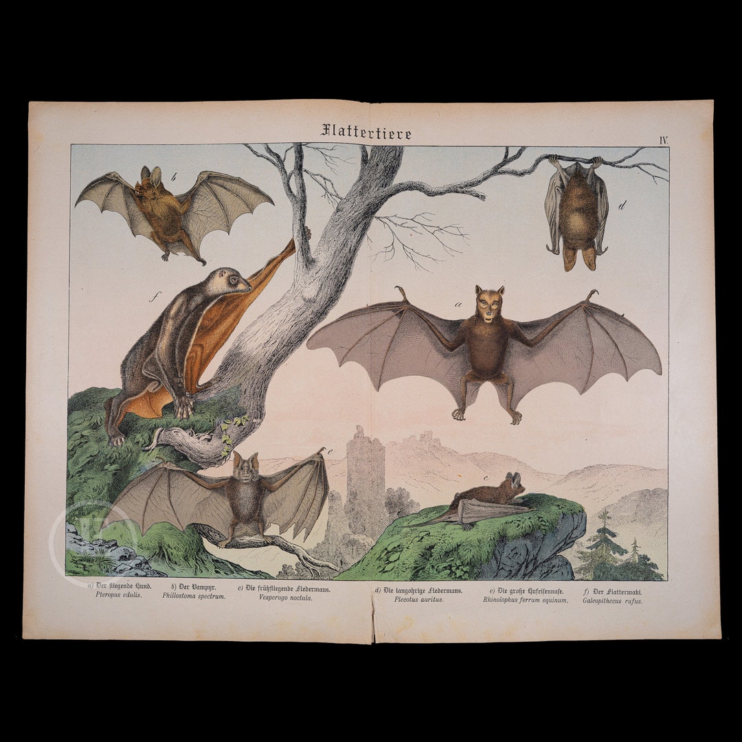 1872 Flying Lemur / Fruit, Vampire, Long-eared, Horseshoe Bats ...