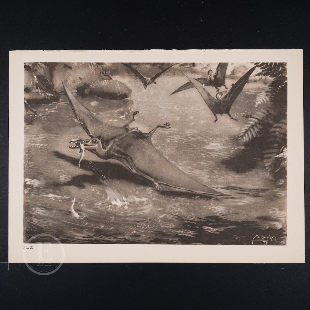 Pterodactylus: Pterosaur Flying Reptiles From Late Jurassic - Original ...