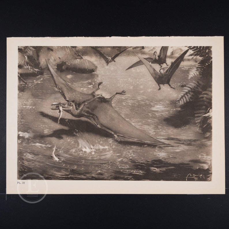Pterodactylus: Pterosaur Flying Reptiles From Late Jurassic - Original ...