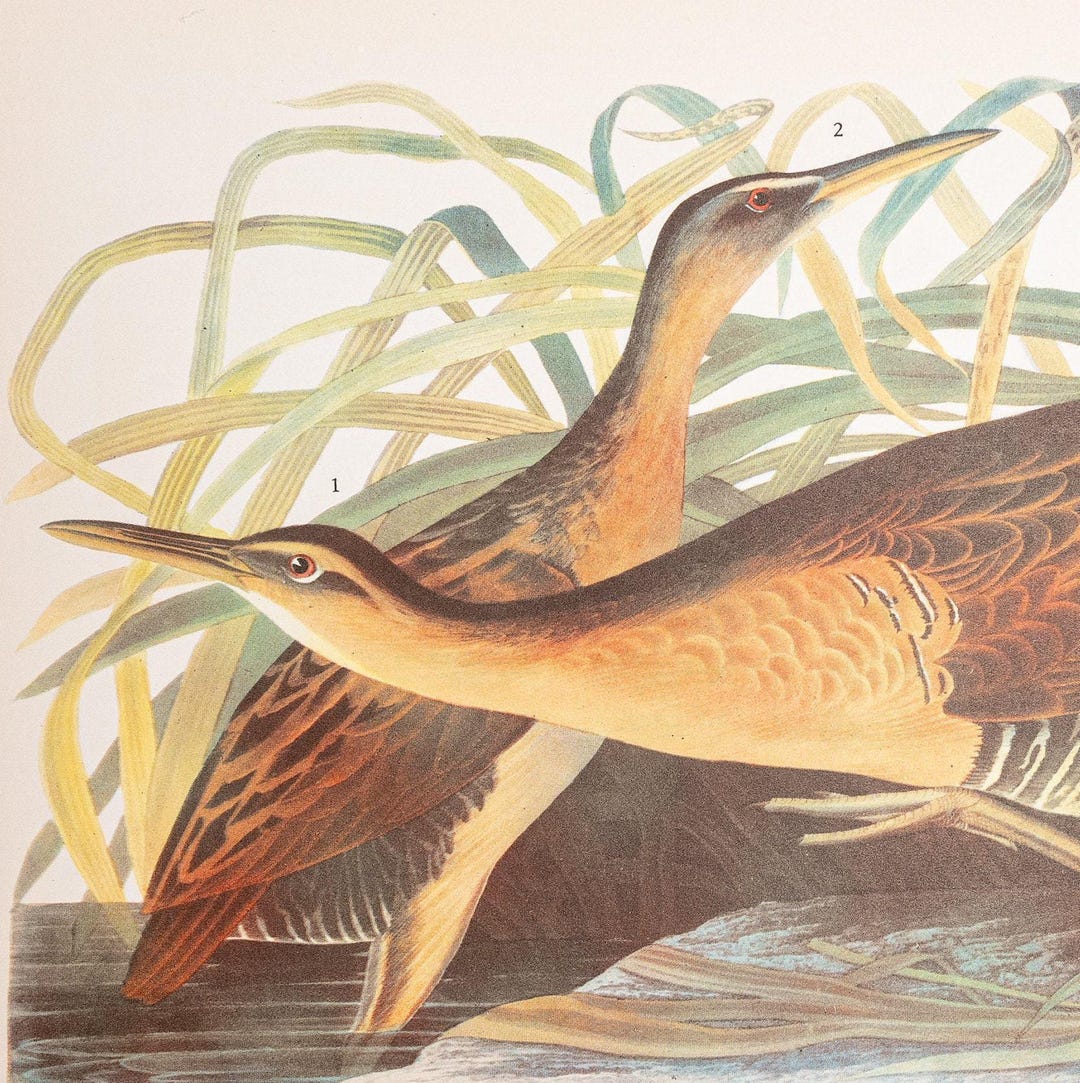 1937 - King Rail and Clapper Rail – Vintage Audubon Bird Print - Etsy