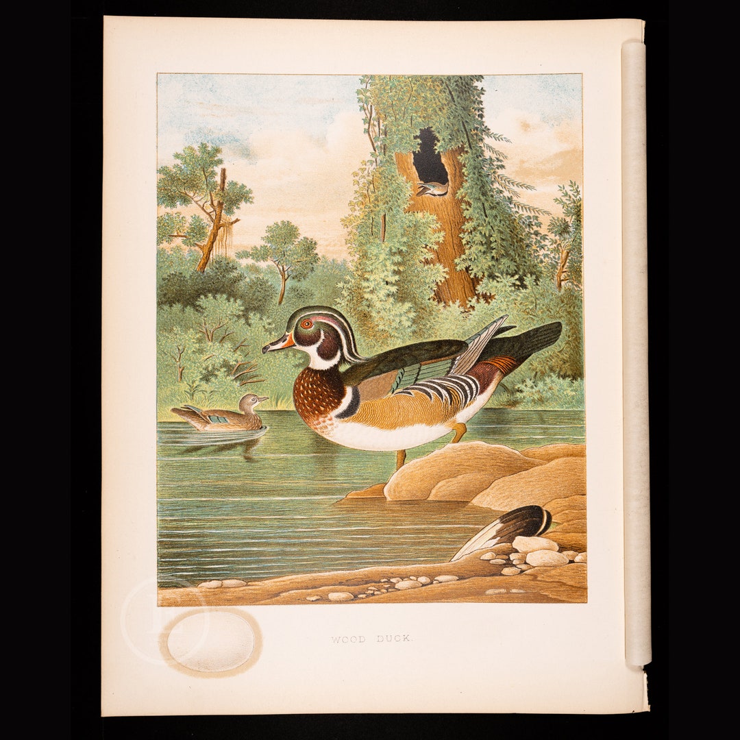 Wood Duck, Its Nest and Eggs - Beautifully Chromolithographed Print ...
