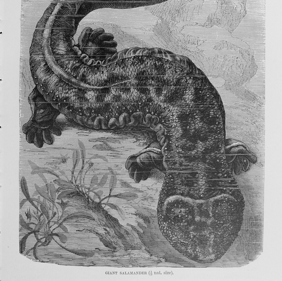 GIANT SALAMANDER Original Color Lithography From the Royal - Etsy