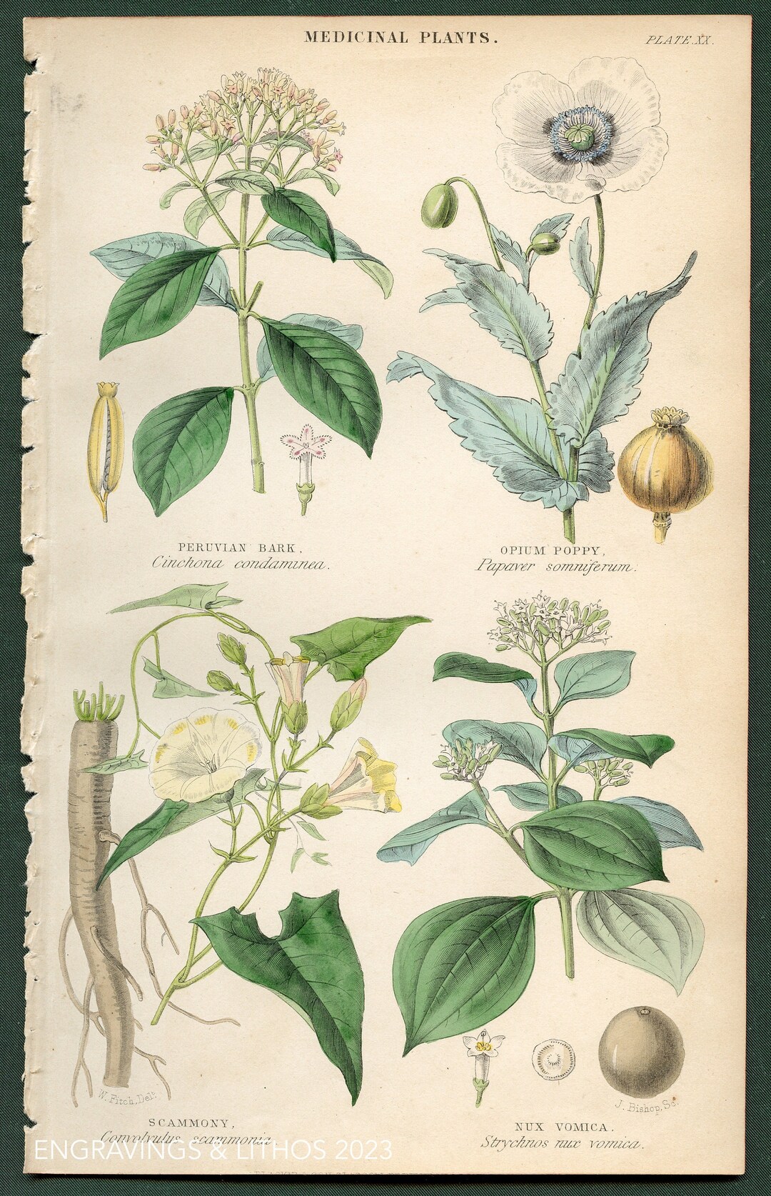 1862 Original Botanical Print Showing Medicinal Plants: Peruvian Bark ...