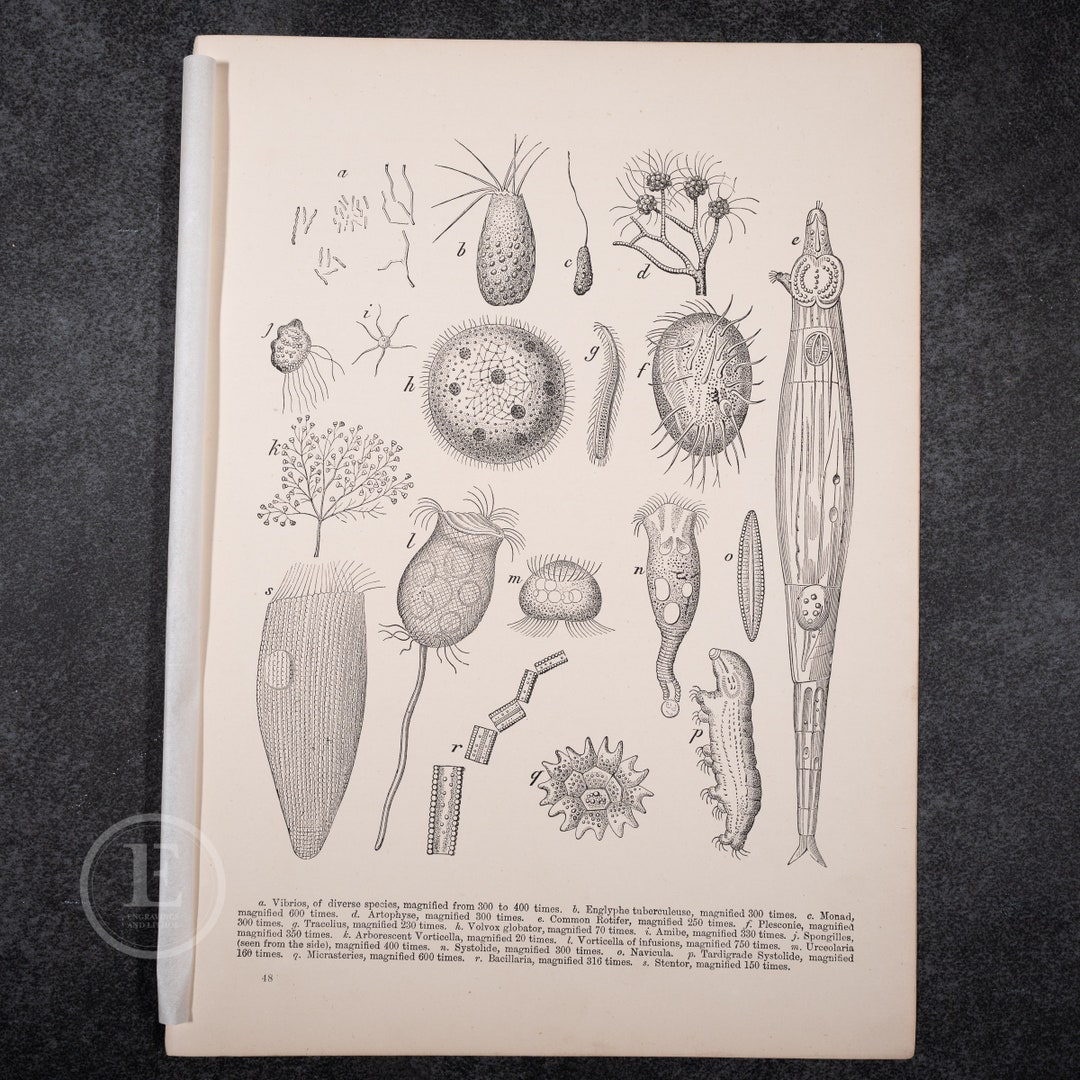 1857 Algae and Bacterias: Vibrios, Monad, Amibe, Stentor, Navicula ...