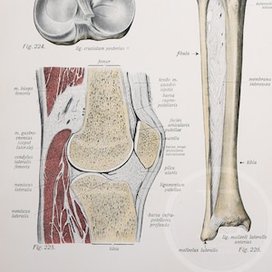 Condyle of Tibia, Membrana Between Tibia and Fibula/ Human Anatomy ...