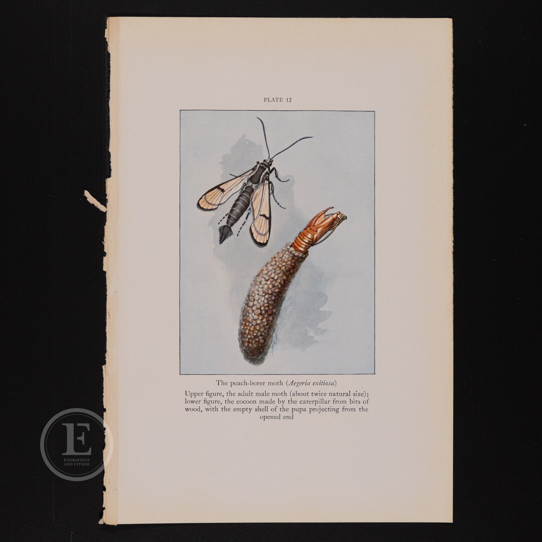 The Peach-borer Moth: Upper, Adult Male; Lower, Cocoon Made by ...