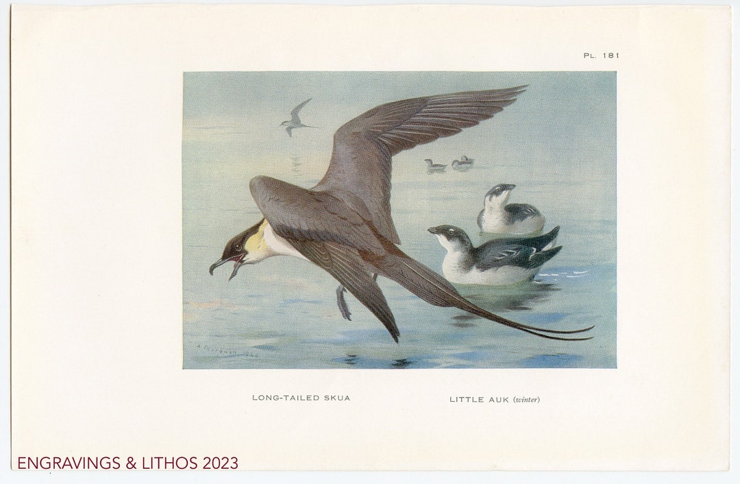 Long-tailed Skua and Little Auk - Vintage Offset Lithograph Published ...