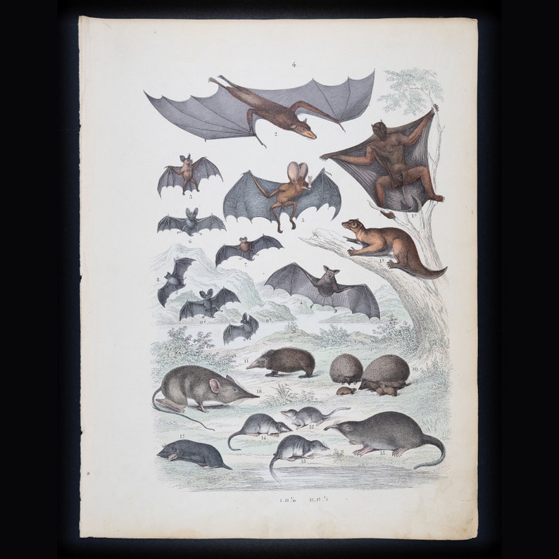 Bats, Hedgehogs, Moles- Original Steel Engraving Hand Colored - Atlas ...