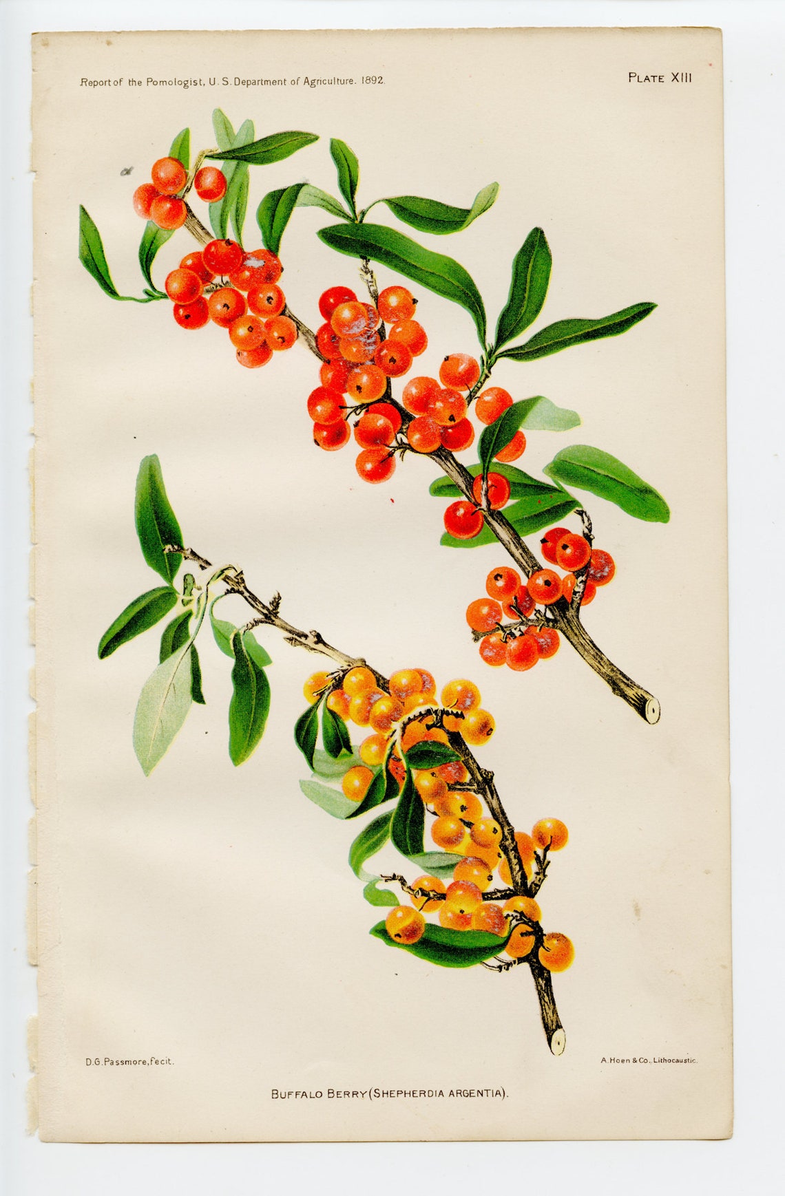 Buffalo Berry ORIGINAL PRINT Out of the Book yearbook | Etsy