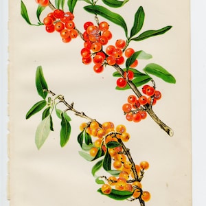 Buffalo Berry - ORIGINAL PRINT Out of the Book "yearbook of the U.S ...