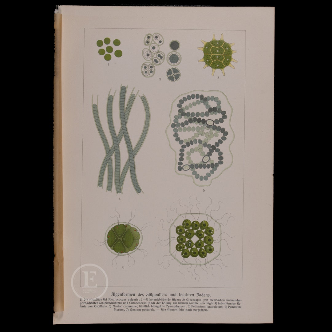 1916 FORMS of ALGAE in Fresh Water and Moist Soil - Original ...