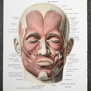 Muscles of the Head / Facial Muscles / Human Anatomy Descriptive ...