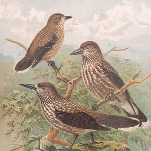 Nutcrackers: Male, Female and Young - Big Chromolithographed Antique ...