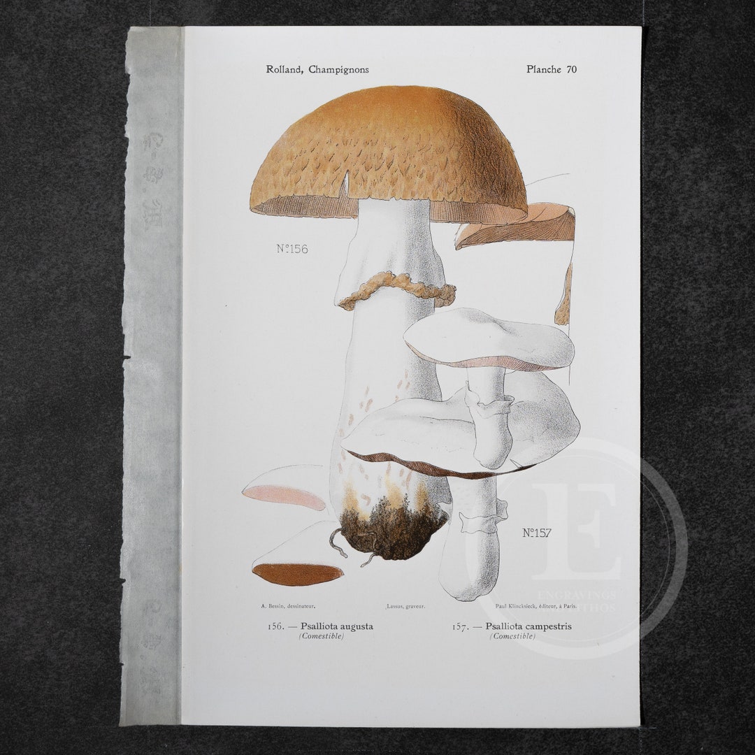 1910 Prince Mushroom, Field Mushroom Original Vintage Color Lithography ...