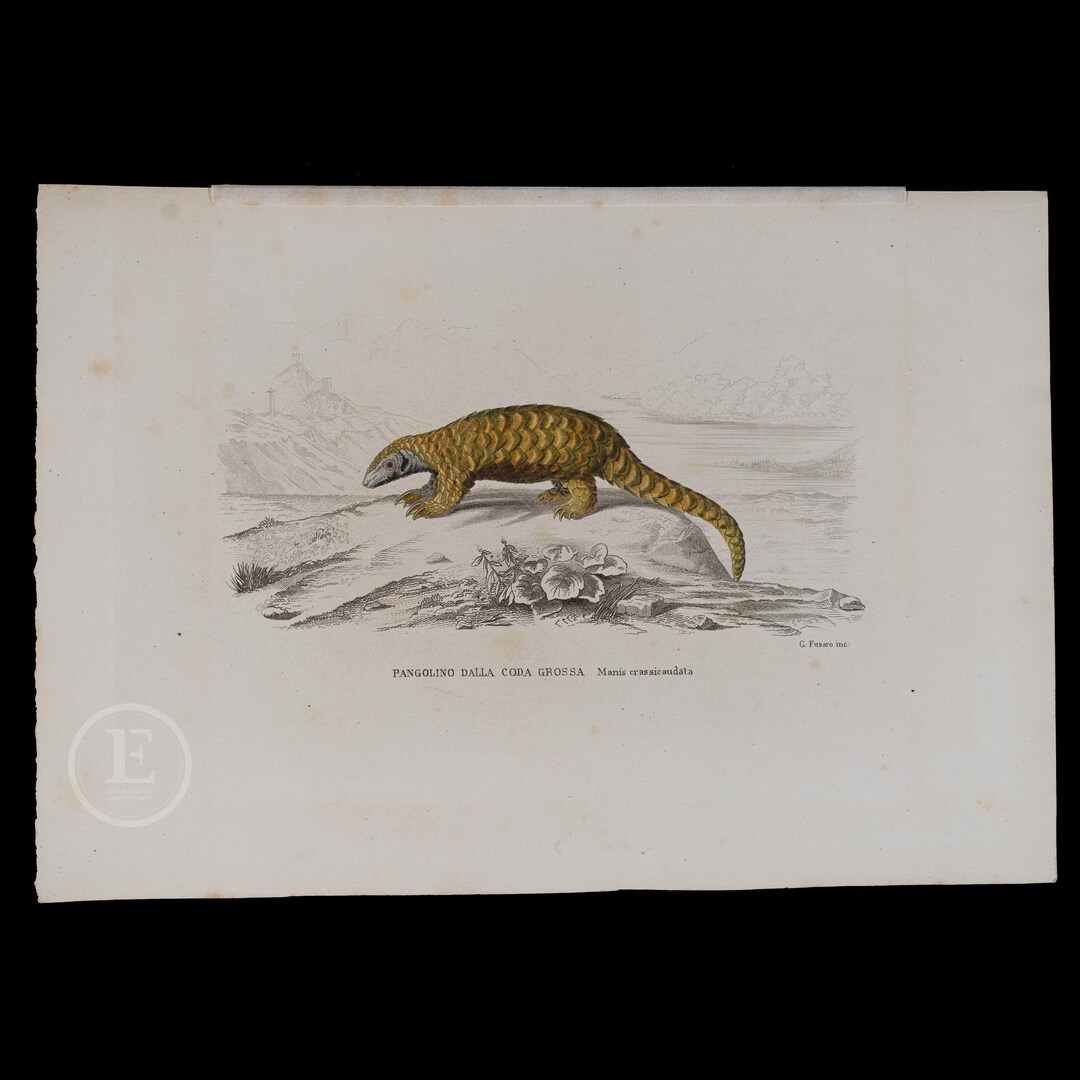 1876 GIANT PANGOLIN - Hand-colored Steel Engraving From “opere Complete ...