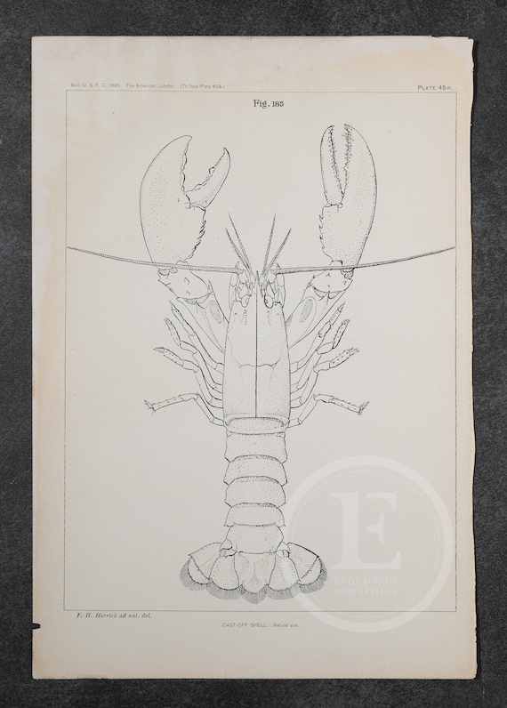 Lobster Drawing Labeled
