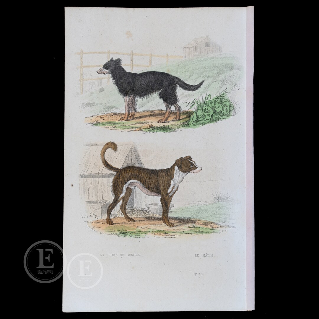 1845 Belgian Sheperd and Matin Dog - Authentic Steel Engraving and Hand ...