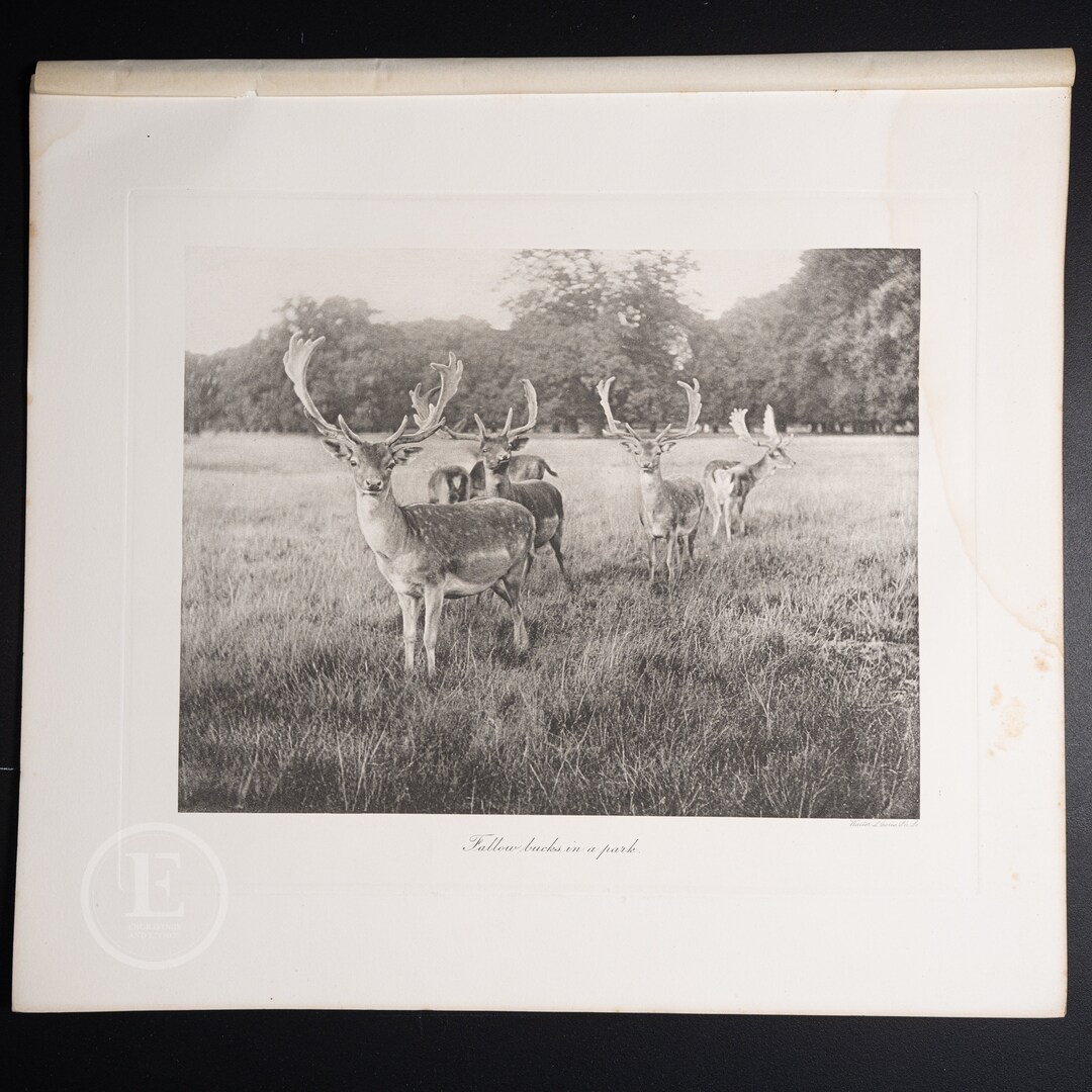 FALLOW BUCKS in a PARK / Heliogravure Etching the Mammals of Great ...