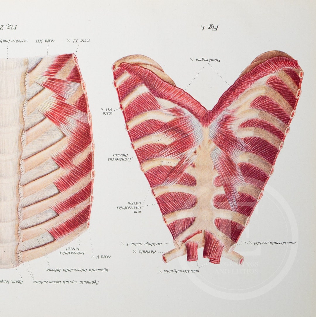 Human Back Muscles - Human Anatomy - Descriptive Anatomy Book From 1926 ...