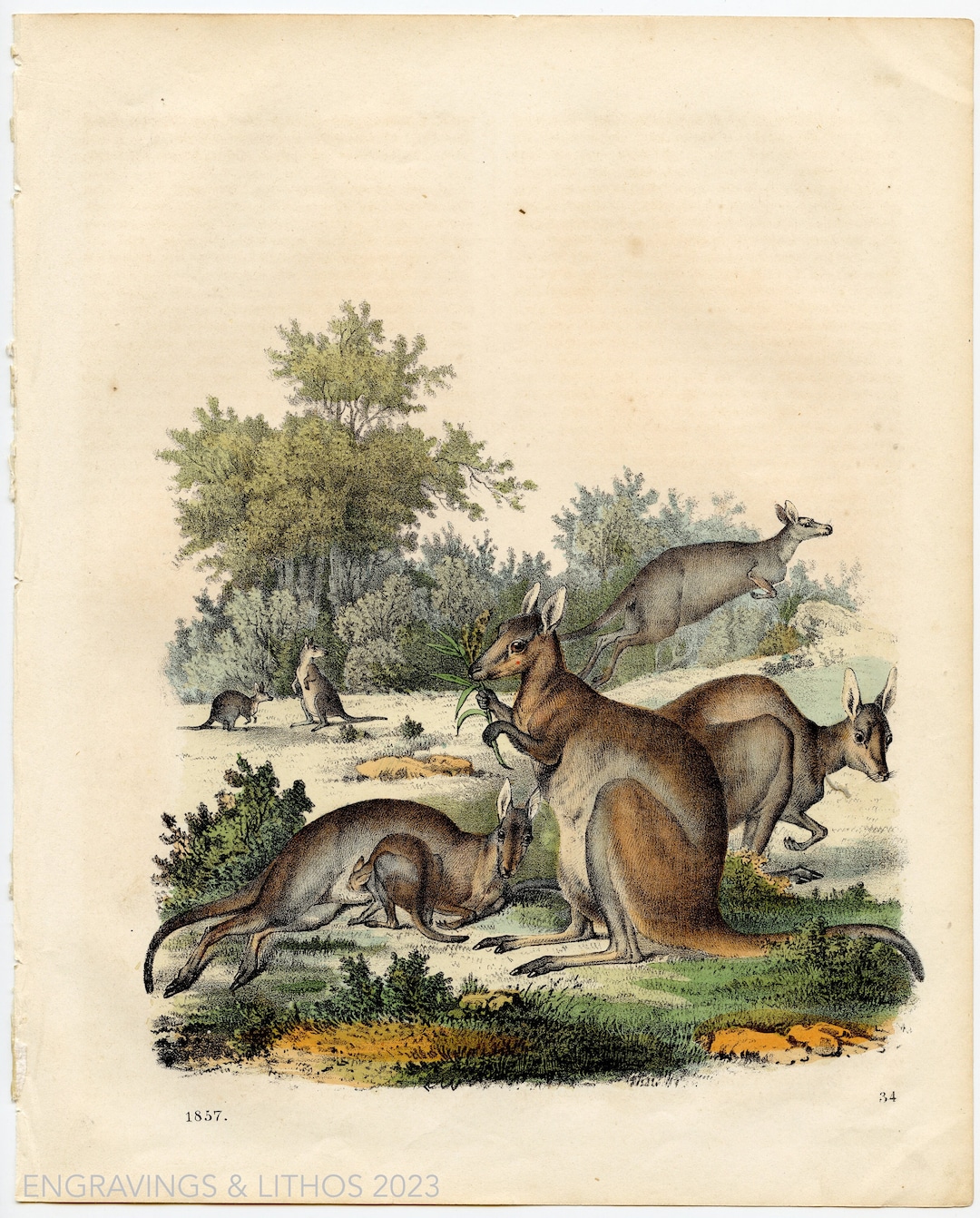 1857 Kangaroos - VERY RARE - Original Hand Colored Plate Out of "book ...