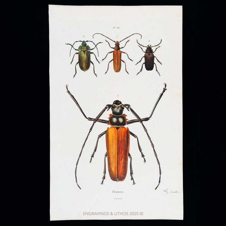 1847 LONGHORN BEETLES – Original Engraving From Guerin Natural History ...