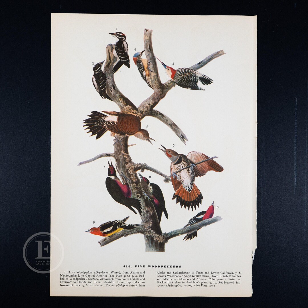 1937 FIVE WOODPECKERS From "john James Audubon Birds of America" - Buy ...