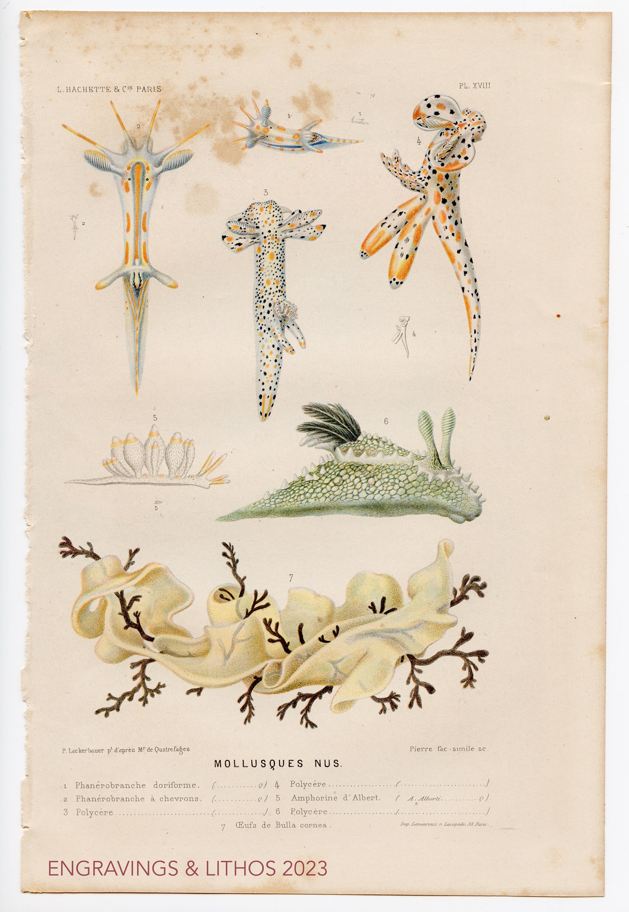 Mollusks Marine Gastropods From 1866 . Rare Antique Marine Print ...
