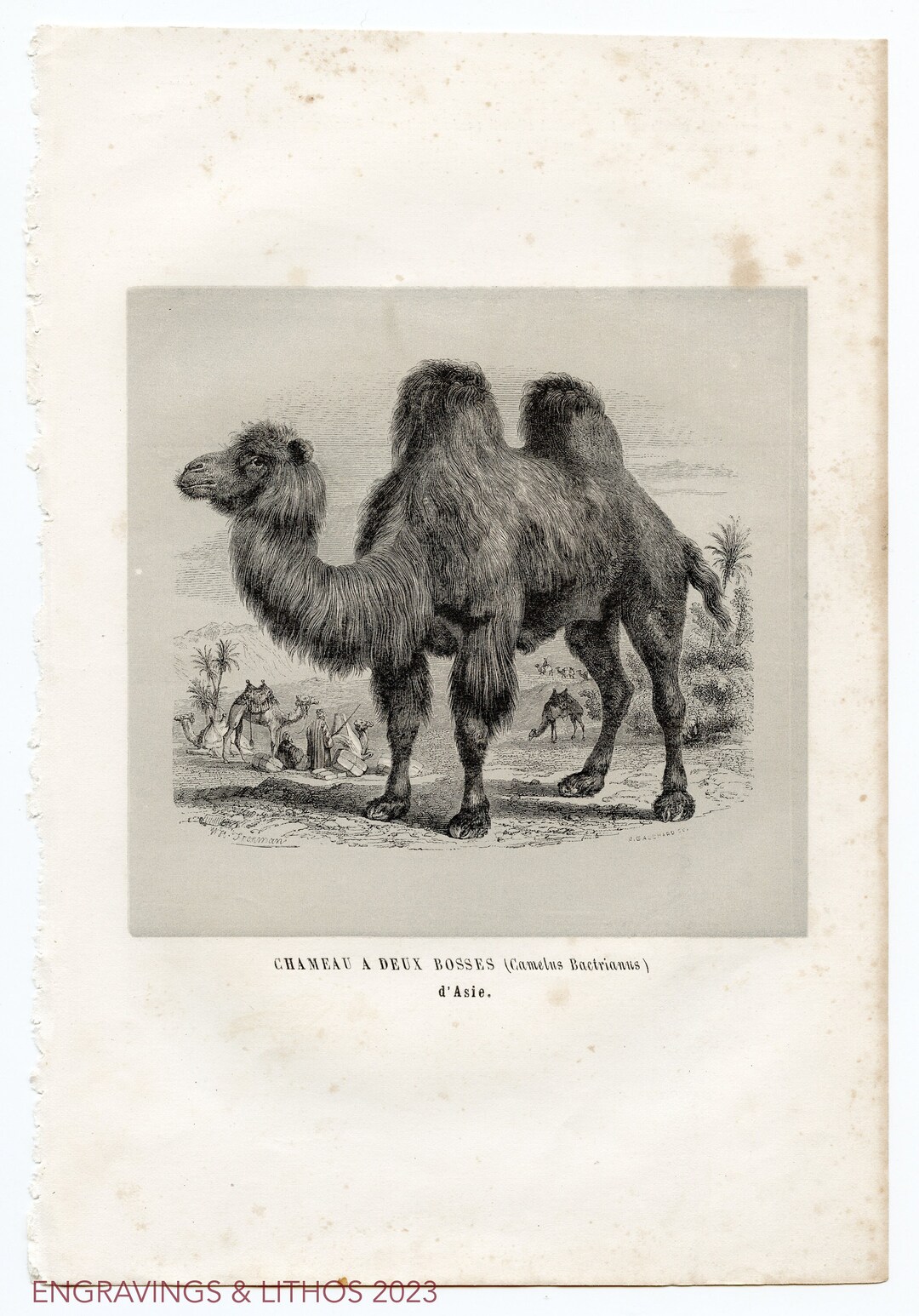 1855 Bactrian Camel– Original Hand-colored Lithograph From Paul Gervais ...