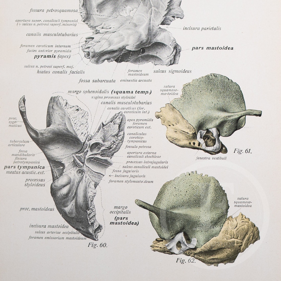 Temporal Bone at Different Ages /- Human Anatomy - Descriptive Anatomy ...