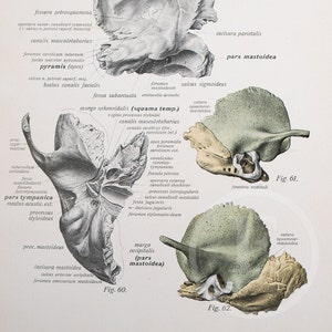 Temporal Bone at Different Ages /- Human Anatomy - Descriptive Anatomy ...