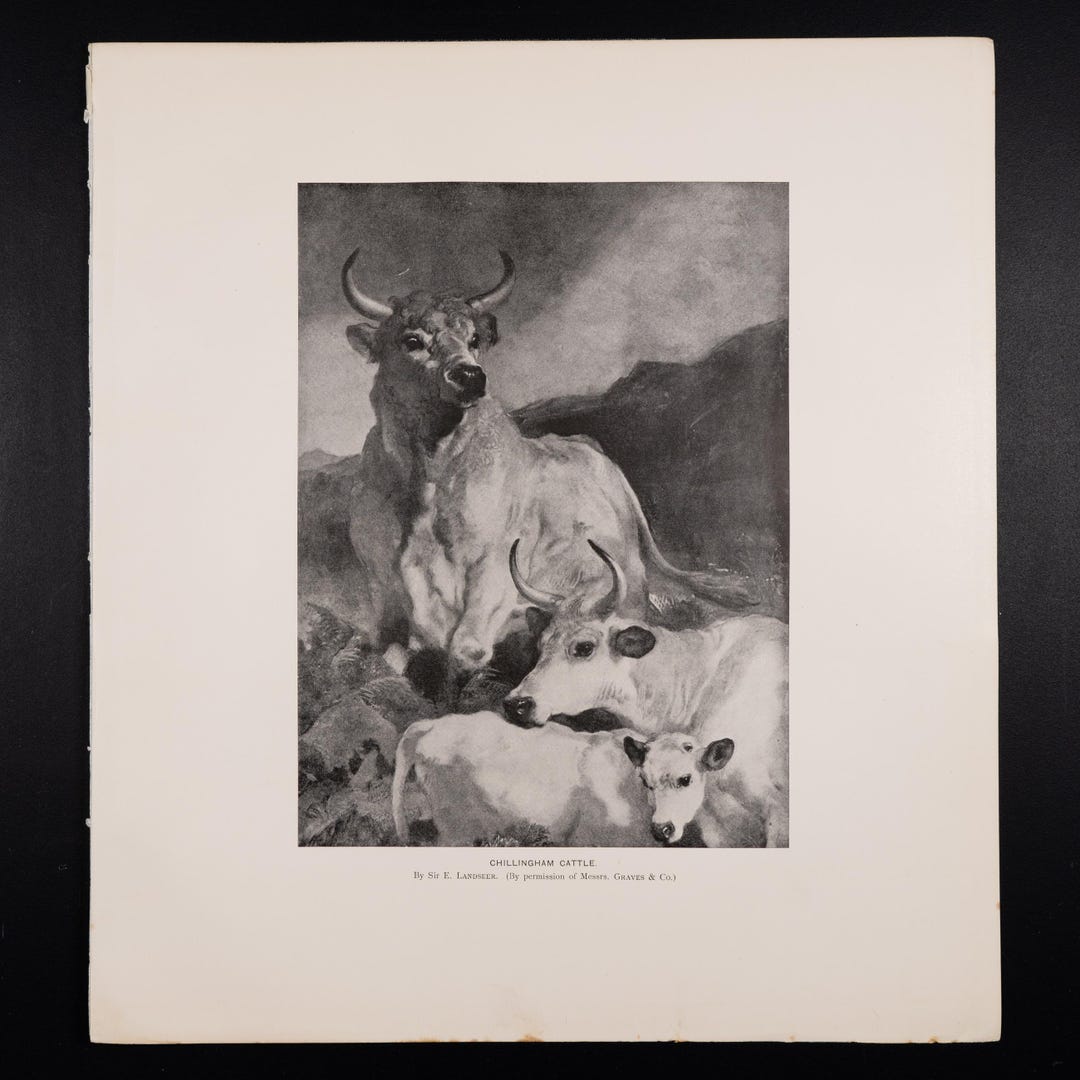 Chillingham Cattle / Offset Lithography "the Mammals of Great Britain and Ireland" by J.G ...