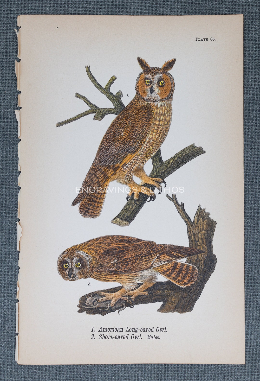 American Long-eared and Short-eared Owl - Print Lithography From Report ...