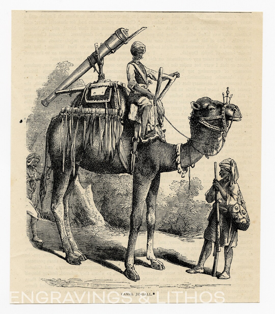Camel Jingall Engraving From the 1800s. - Etsy