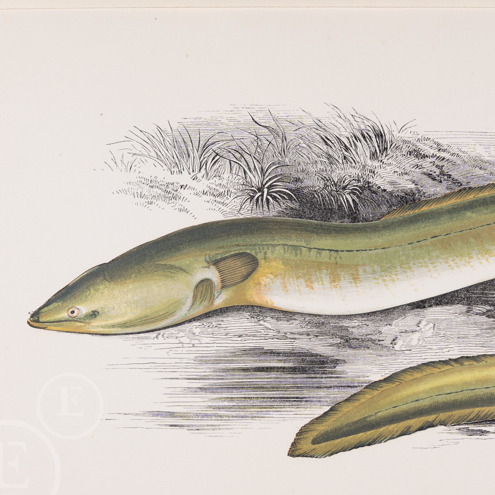SHARP-NOSED EEL - Lithograph 1884, London for "history of the Fishes of ...