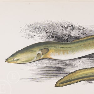 SHARP-NOSED EEL - Lithograph 1884, London for "history of the Fishes of ...