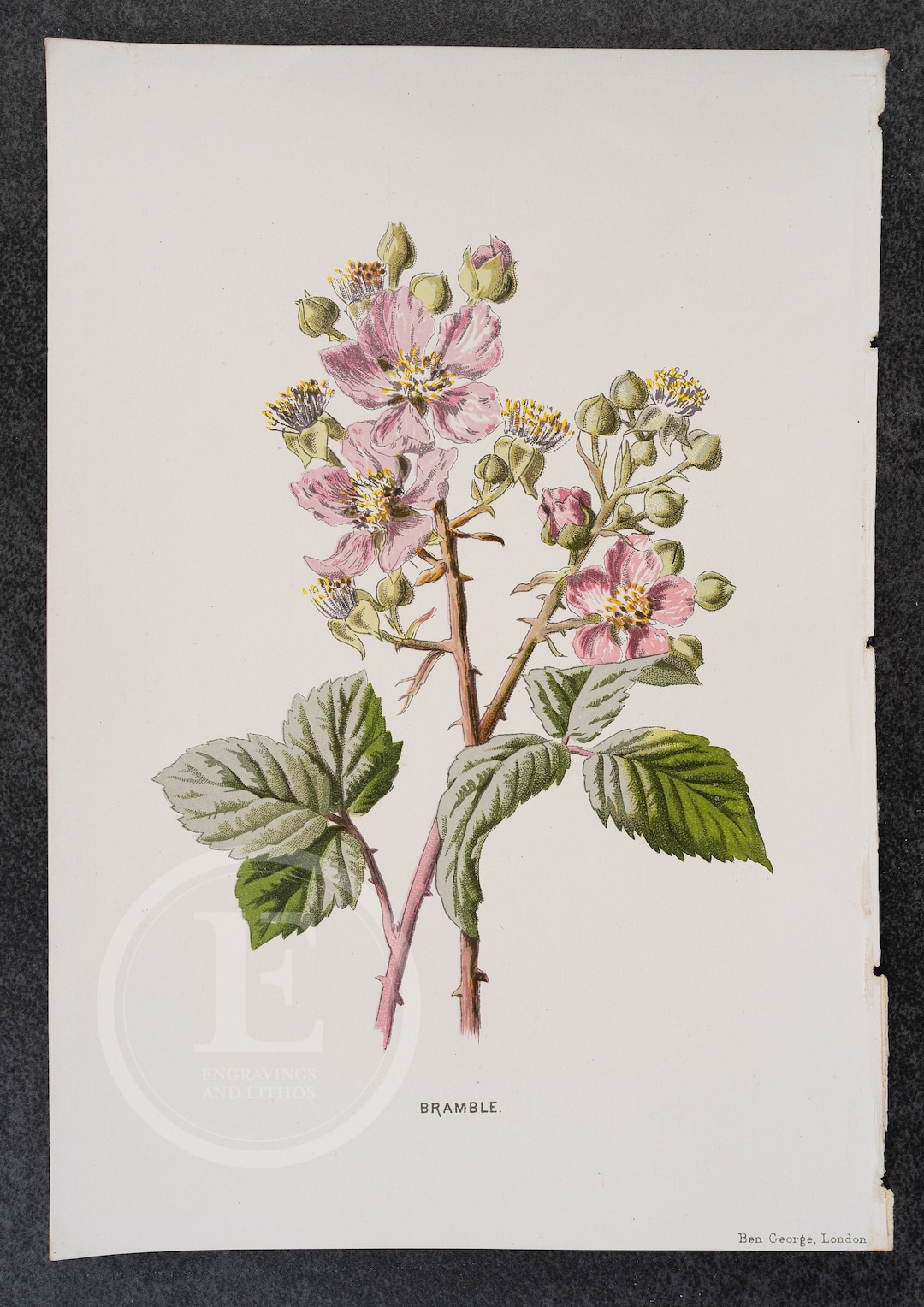 Bramble Rare/original Botanical Lithograph Color Print 1880 - Etsy