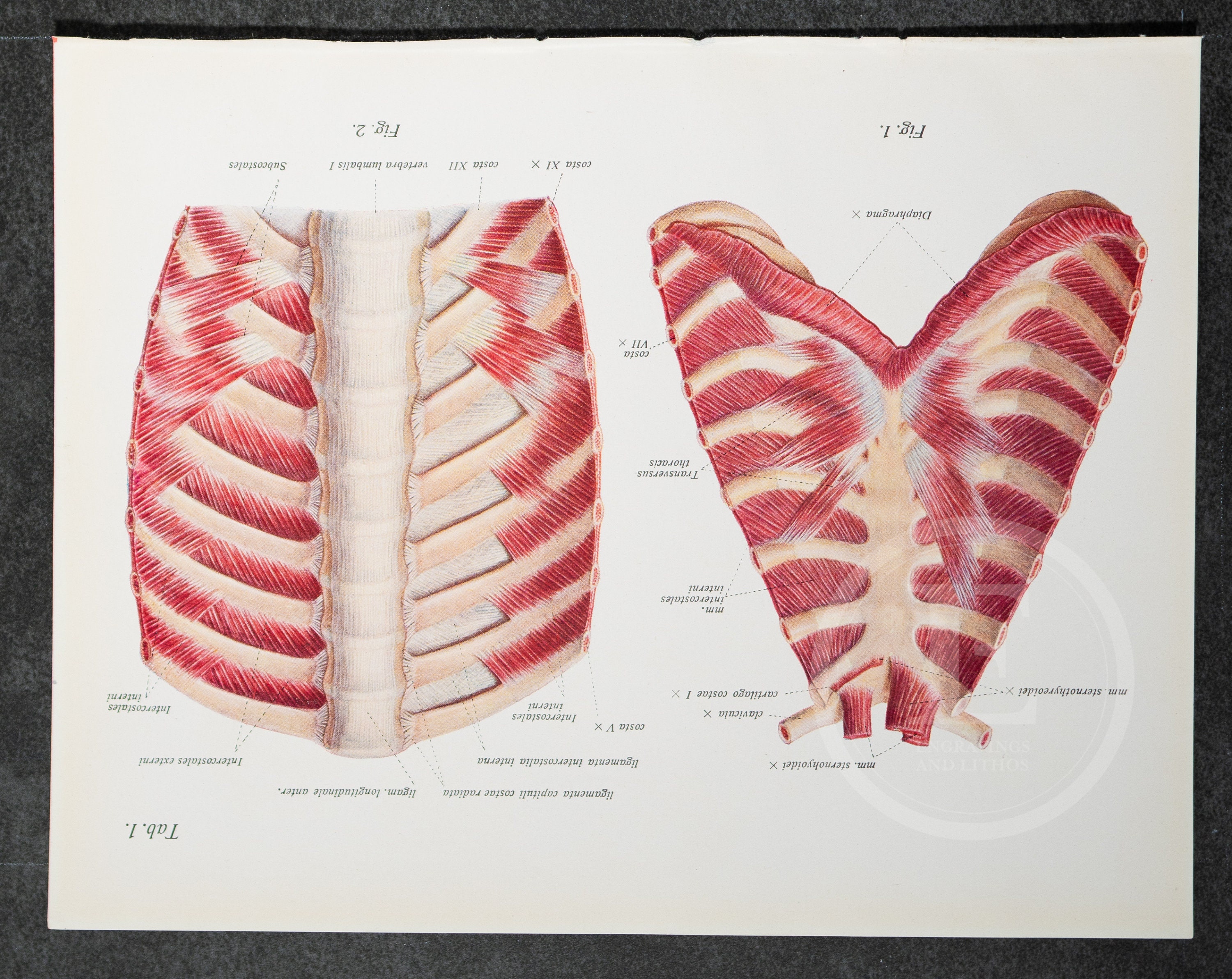 Human Back Muscles Human Anatomy Descriptive Anatomy Book - Etsy