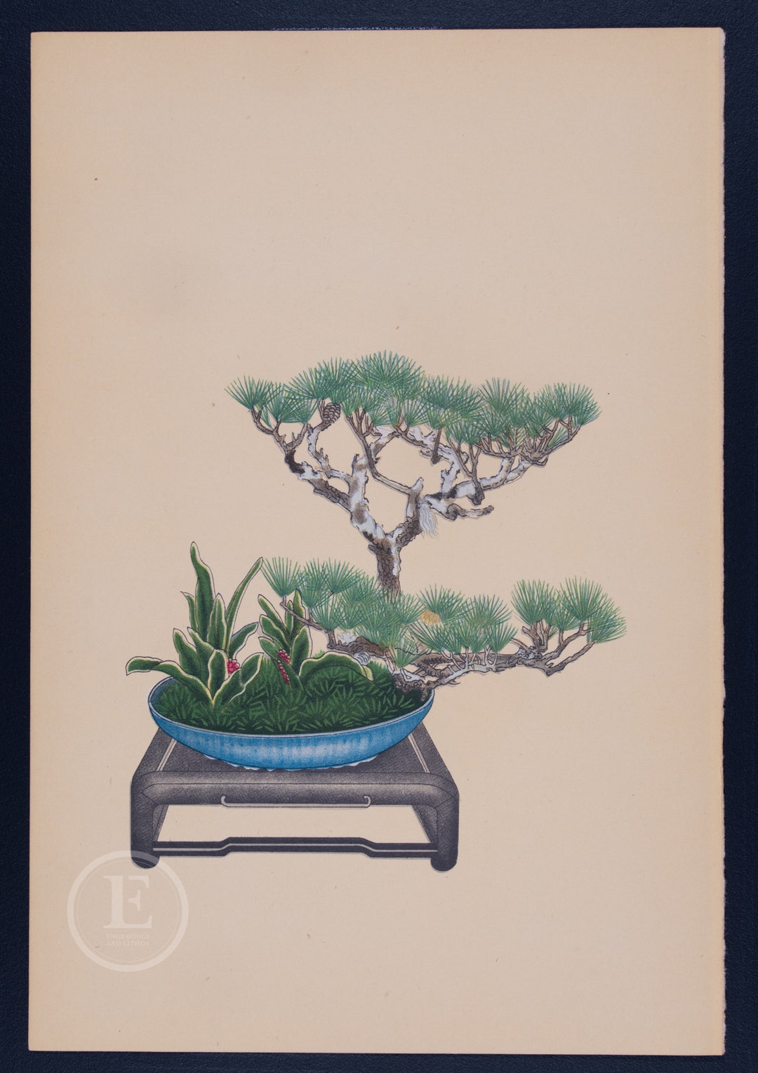Old Pine, Rhodea Japonica and Club-moss - Selected Arrangements of ...