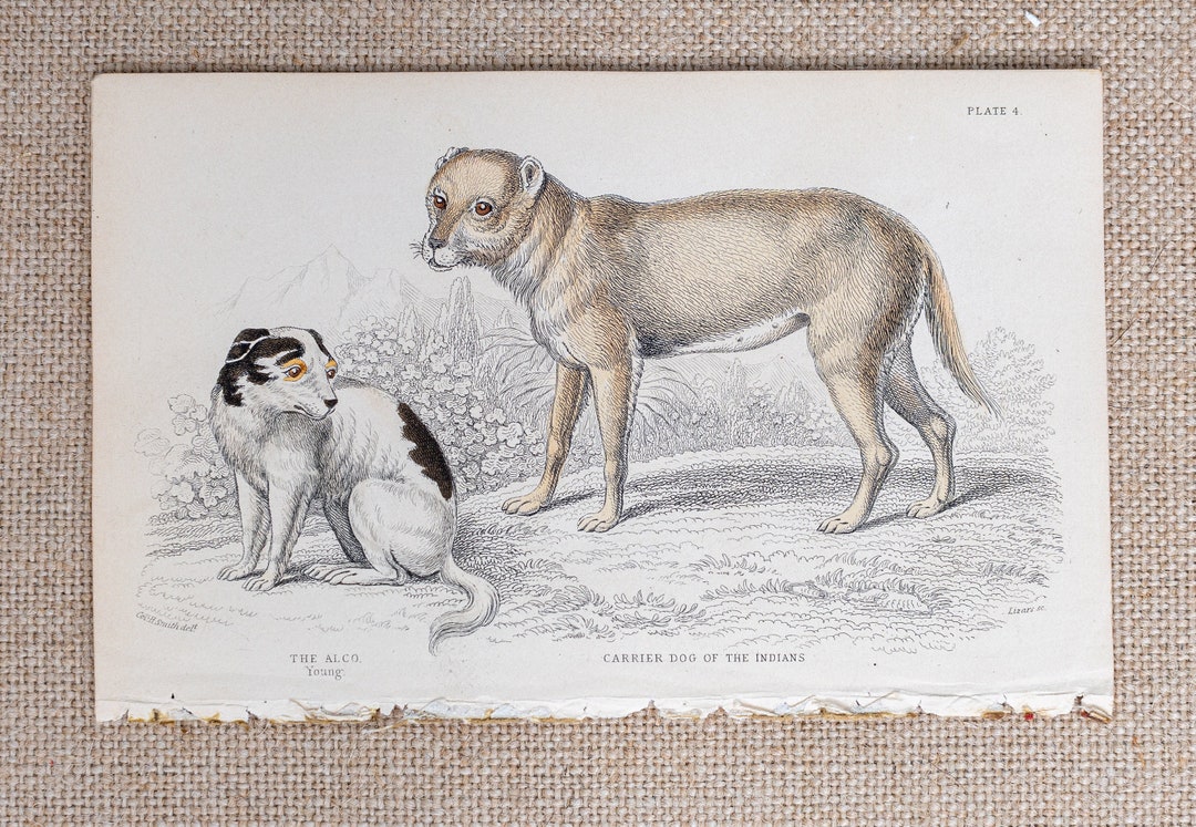 Alco and Carrier Dog - Rare Original From "the Naturalist's Library" by ...