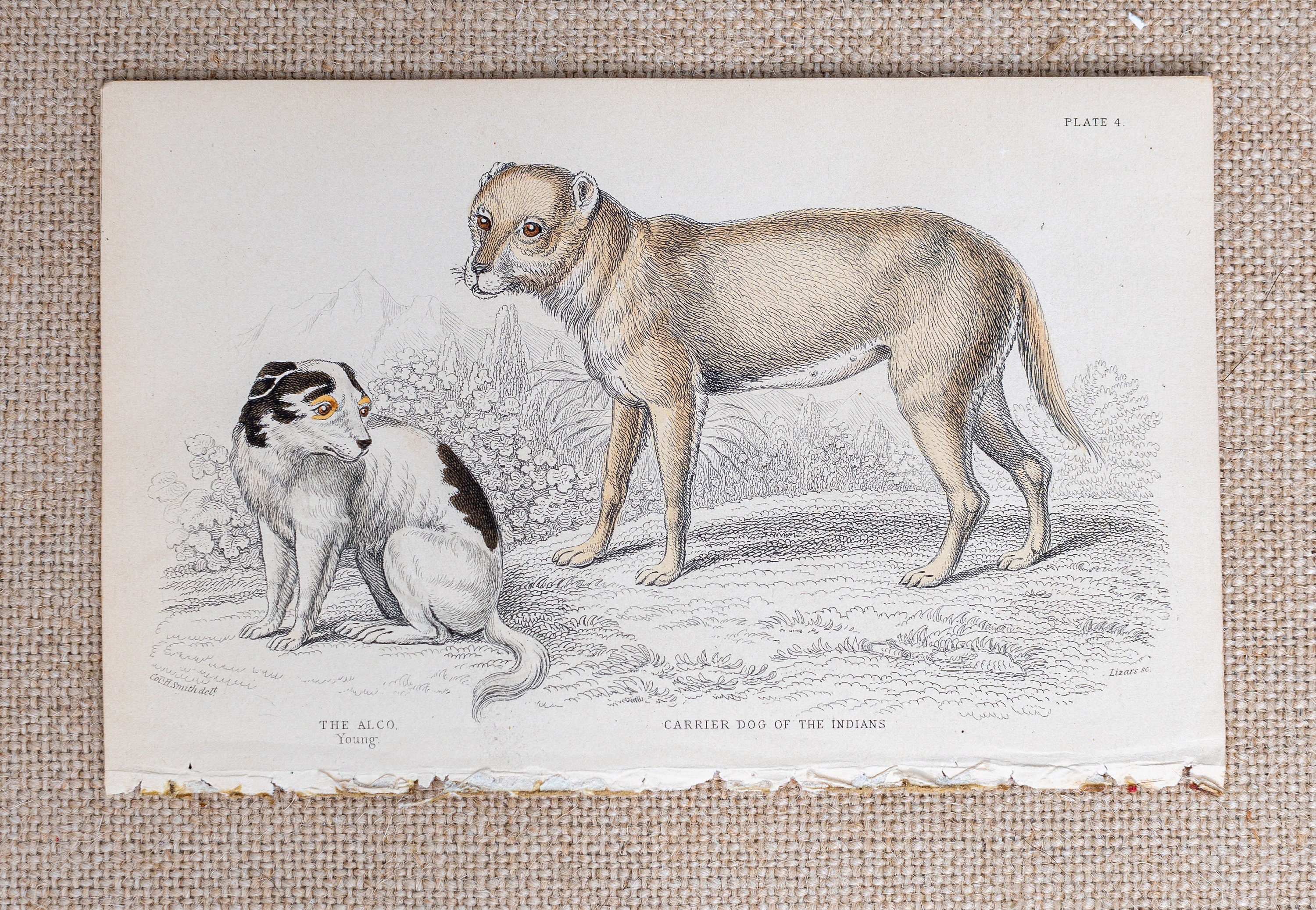 Alco and Carrier Dog Rare Original From the - Etsy