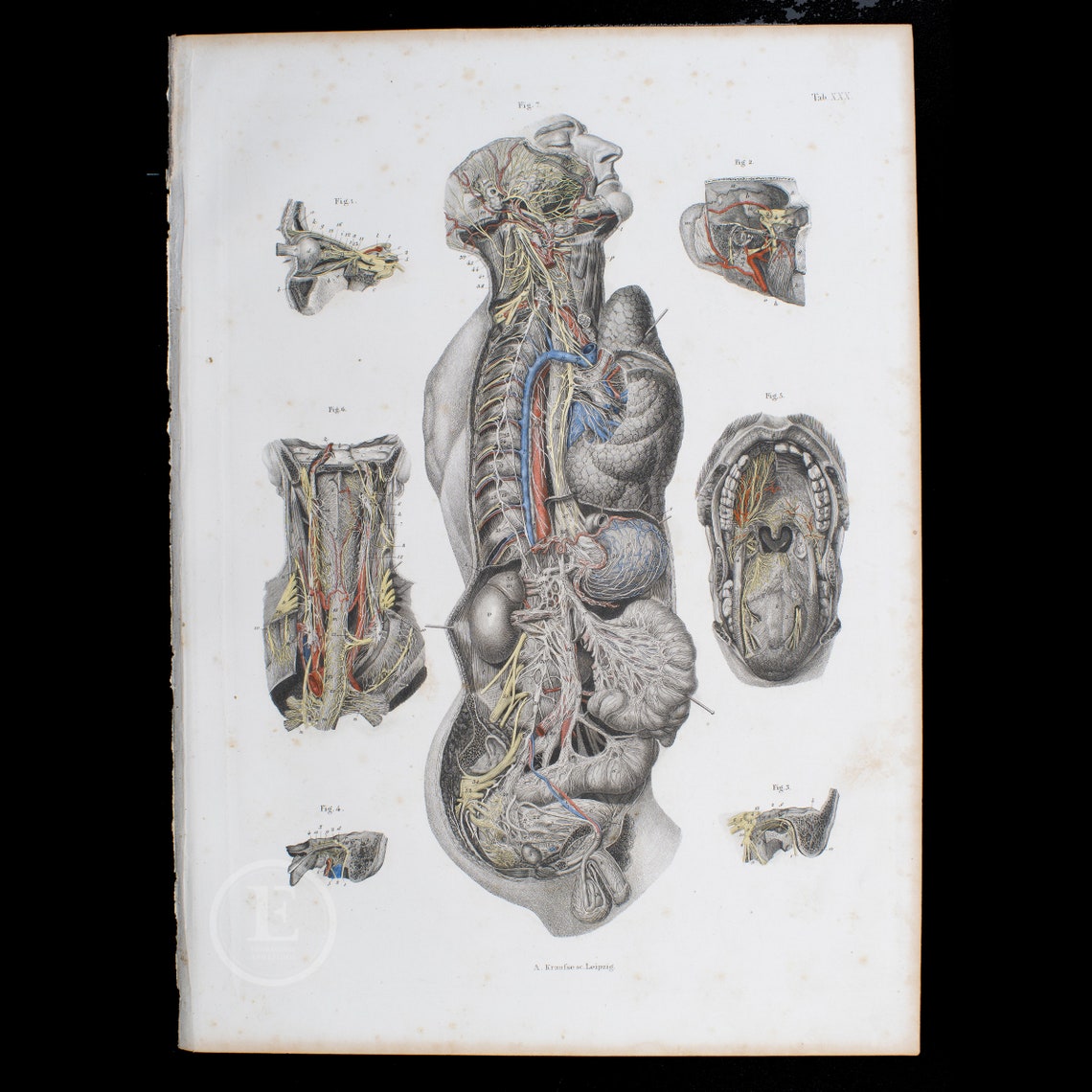 1860 Sympathetic and Sensory Nerves – Hand-colored Steel Engraving From ...
